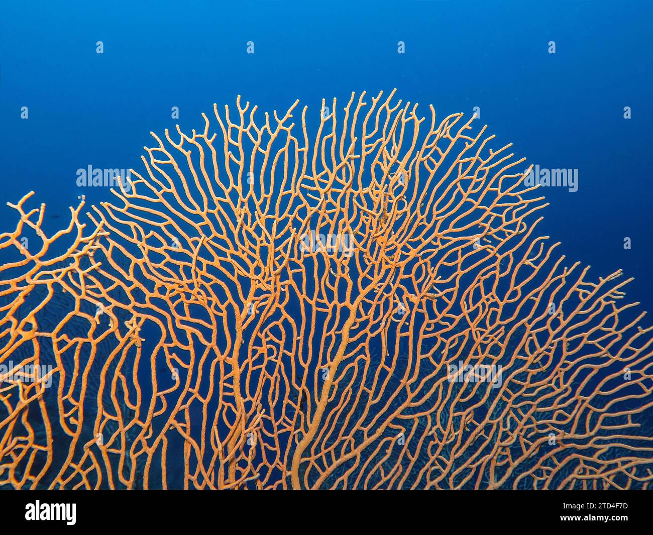 Gorgonian coral (Octocorallia), underwater photo, dive site El Shugarat ...
