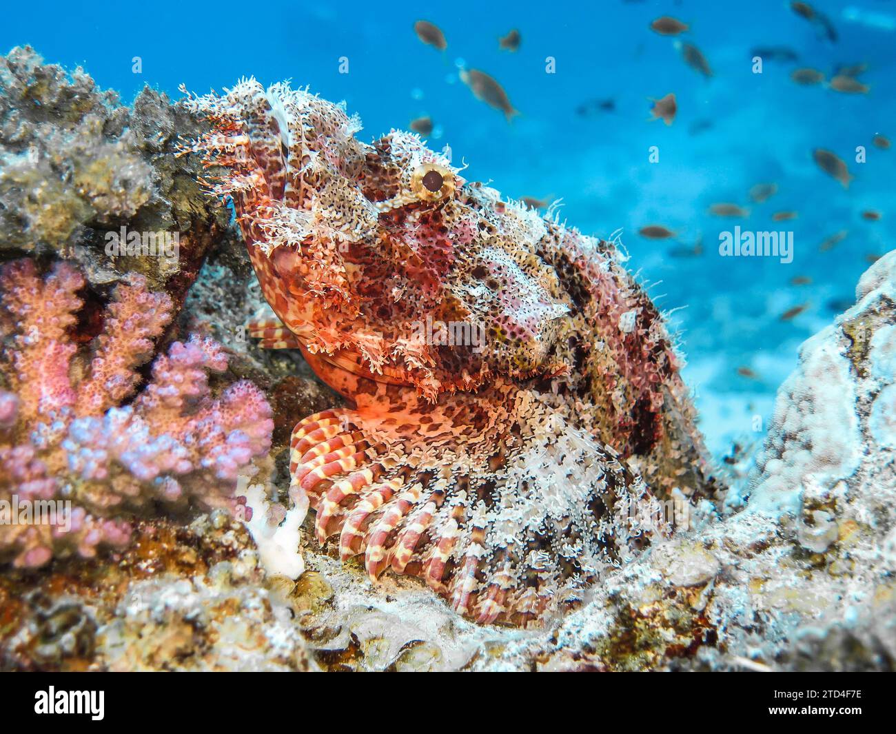 Scorpionfish (Scorpaena scrofa), underwater photo, dive site The Canyon ...