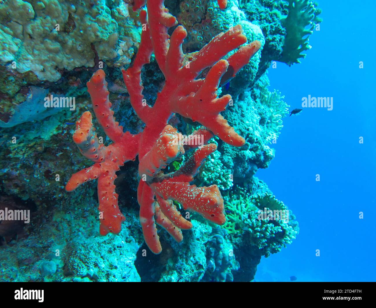 Red coral, underwater photo, dive site Lighthouse, Dahab, Gulf of Aqaba ...