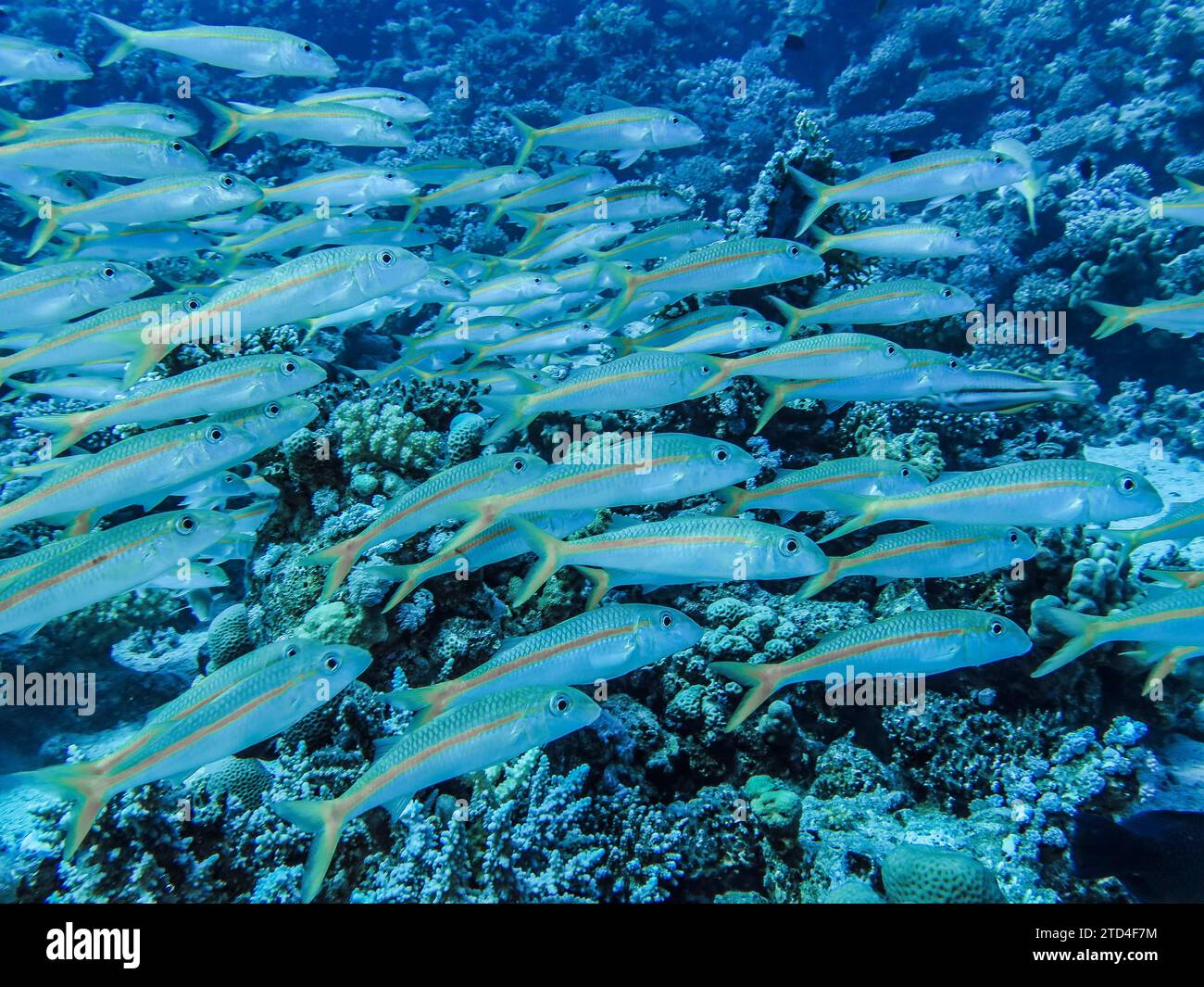 Shoal of yellow snapper fish, underwater photo, dive site The Islands ...