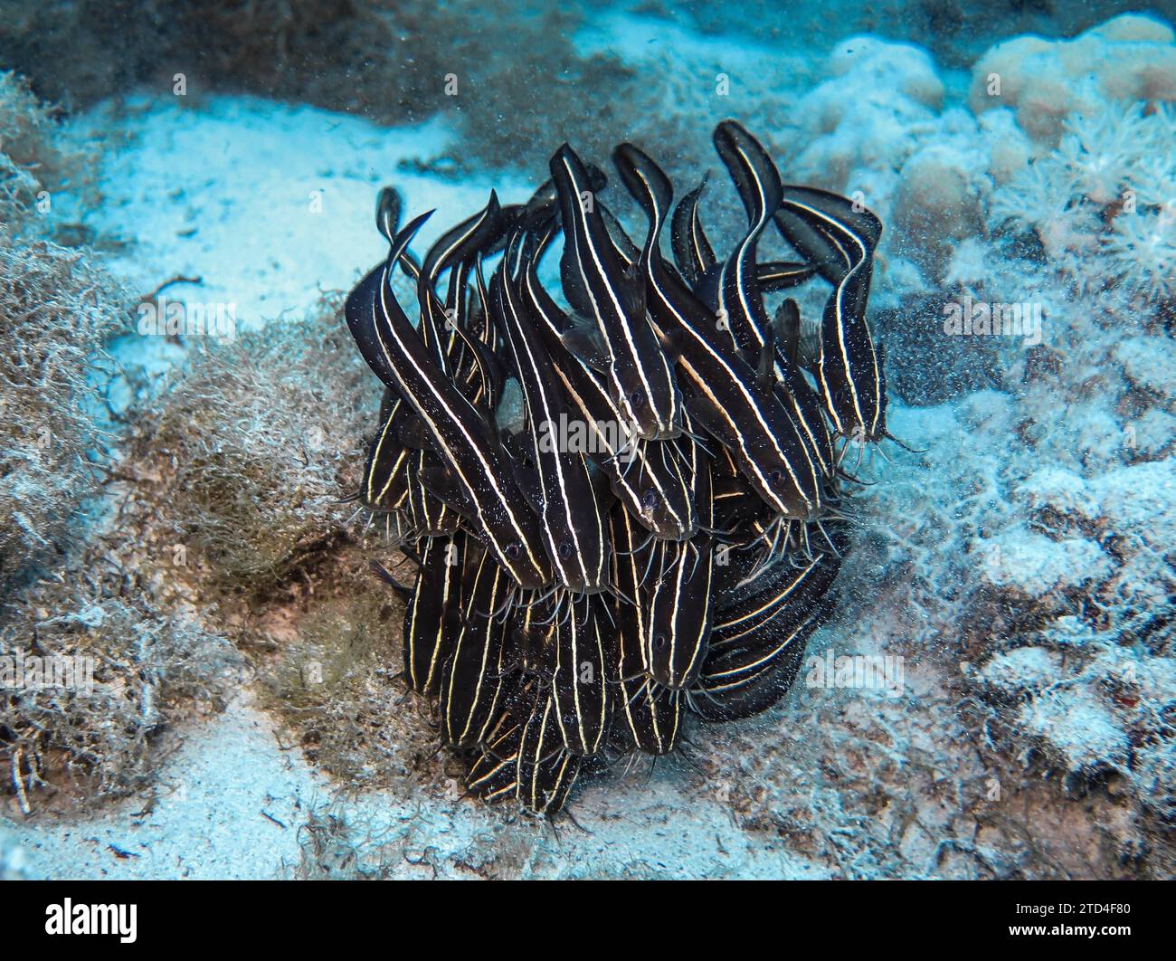 Shoal of striped eel catfish (Plotosus lineatus), underwater photo ...