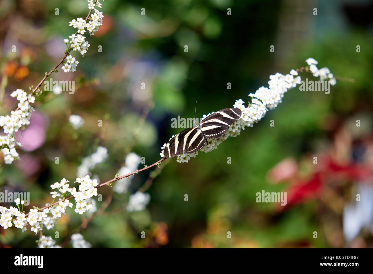 Zebra Longwing butterfly (Heliconius charithonia), in the Seaforde ...