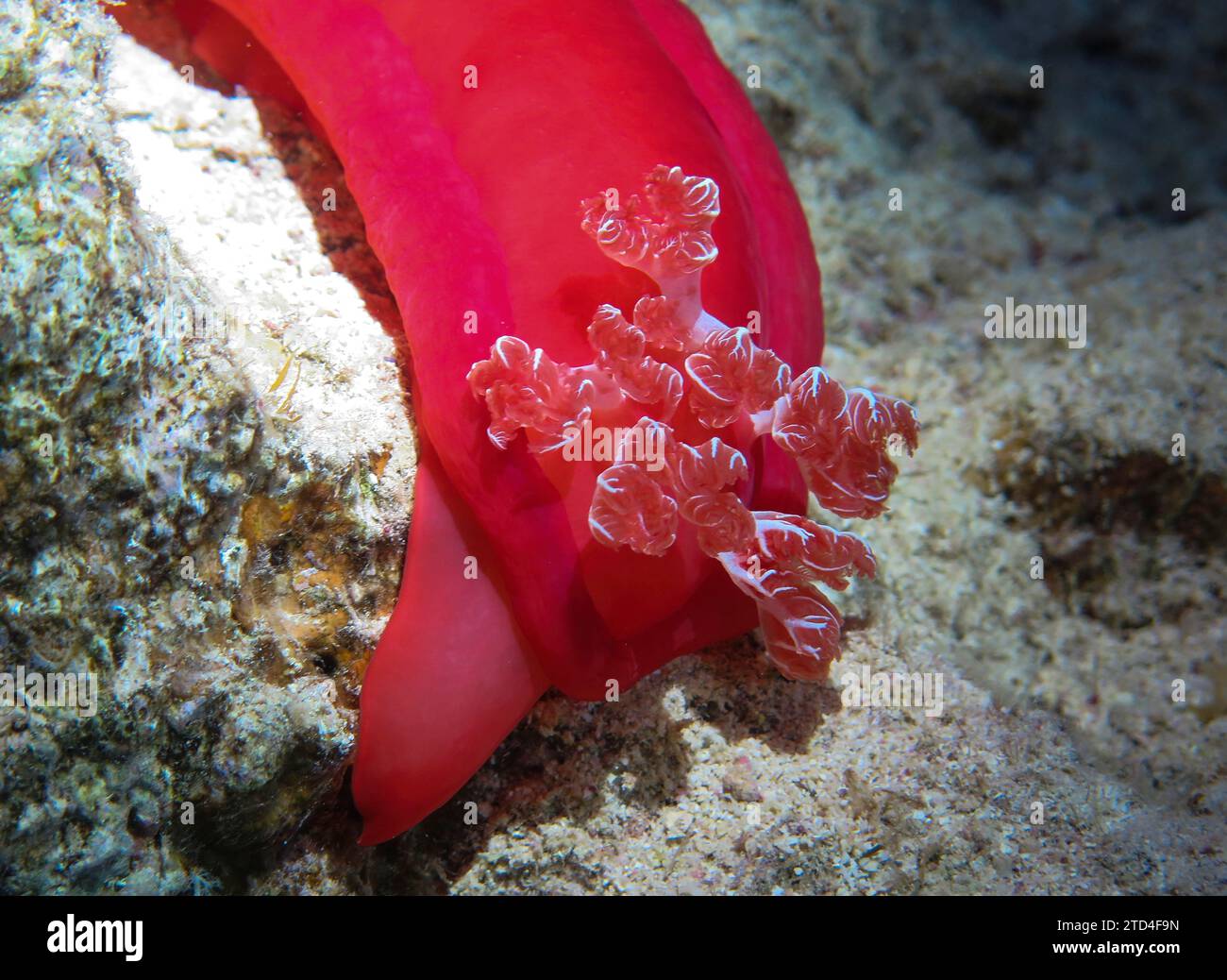 Snail, Spanish dancer, night shot, underwater photo, dive site Inmo ...