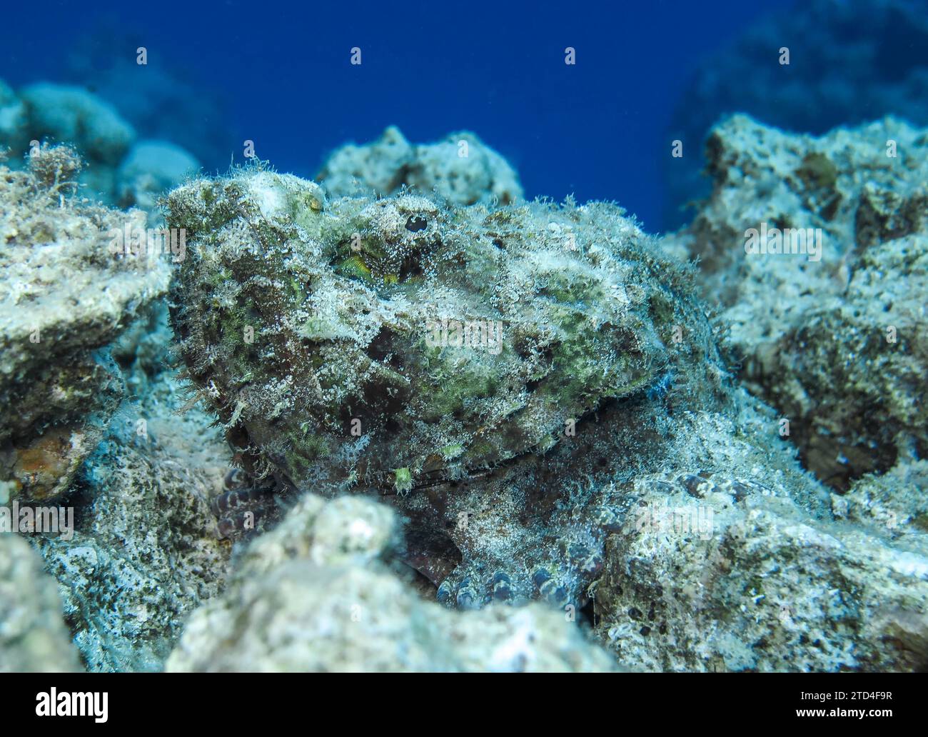 Stonefish (Synanceia verrucosa), underwater photo, dive site Three ...