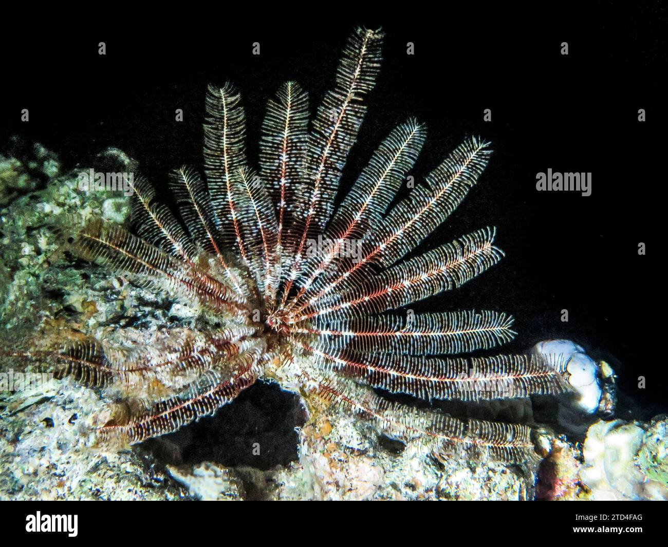 Feather star (Crinoidea), night shot, underwater photo, dive site Inmo ...