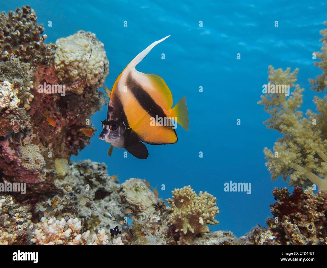 Red Sea bannerfish (Heniochus intermedius), underwater photo, dive site ...
