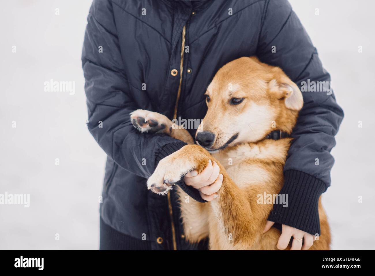 Homeless cute mongrel dog hugs with owner in dog shelter Stock Photo ...