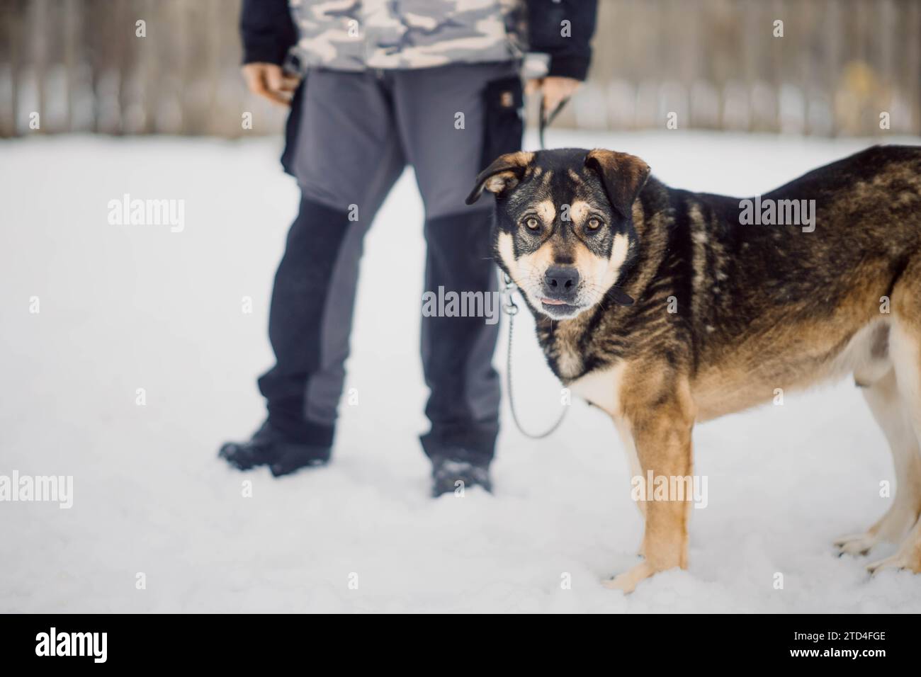 A tricolor homeless dog in the snow in a shelter for homeless dogs ...