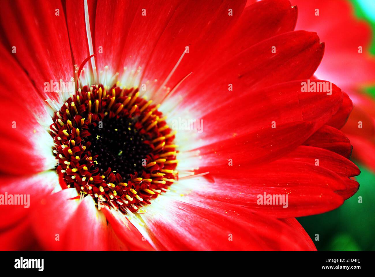 Image of a beautiful red gerbera. Selective color with magnification on ...