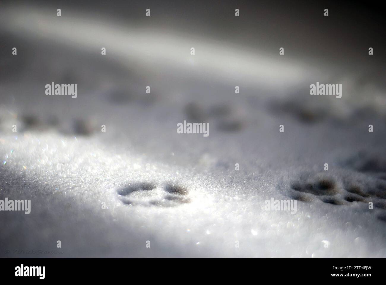 Morning shot after a snowfall featuring feline (cat) footprints ...
