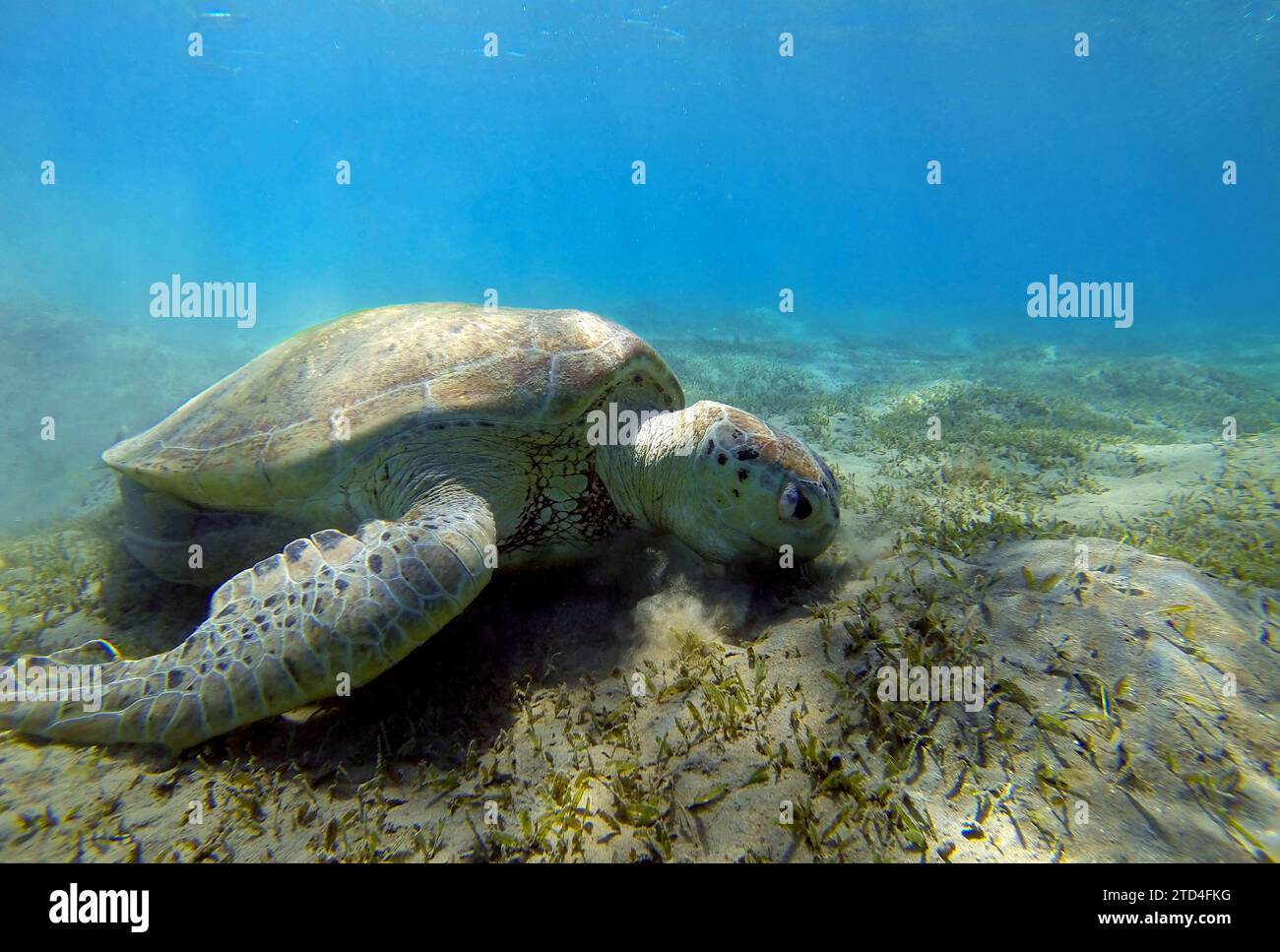 Sea turtle eats underwater on the seabed of the ocean. Sea turtle ...