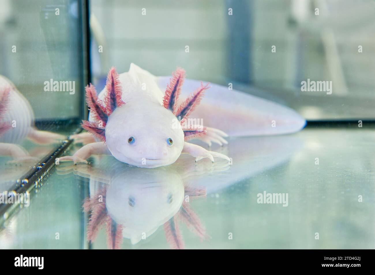 Axolotl Leucistico