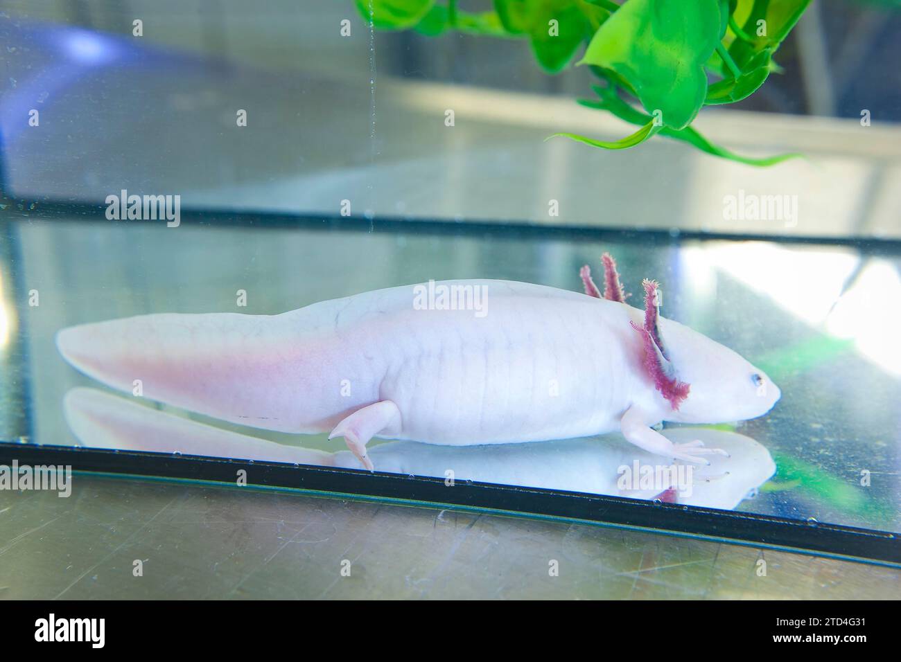 Leucistic axolotl hi-res stock photography and images - Alamy