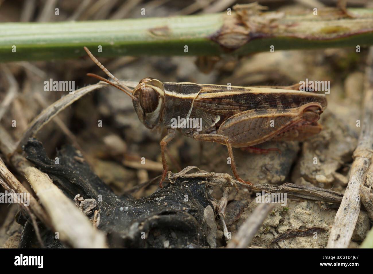Detailed closeup on short-horned Barbarian Grasshopper Calliptamus ...