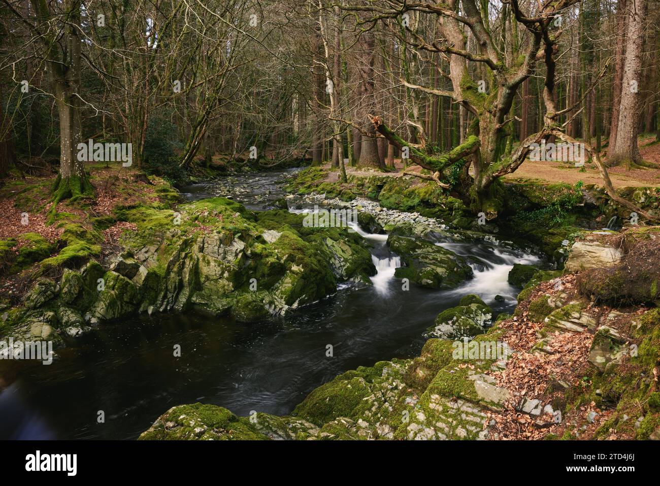 Rivers in Tollymore Forest Park, County Down, Northern Ireland Stock ...