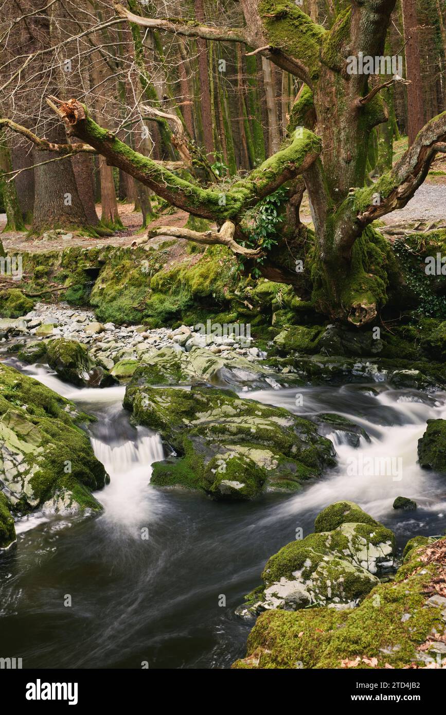Rivers in Tollymore Forest Park, County Down, Northern Ireland Stock ...