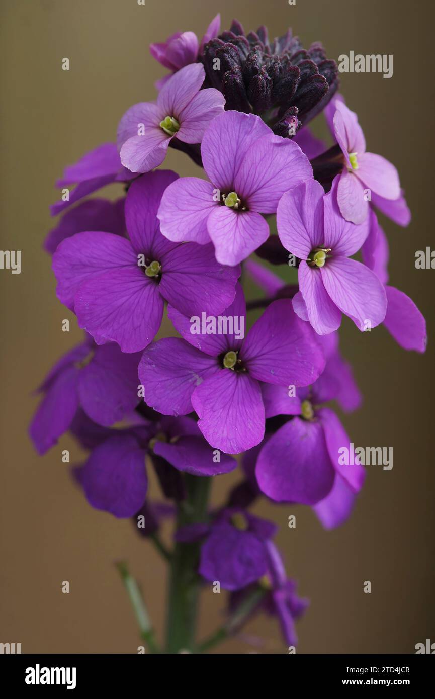 Colorful vertical shot of the purple flower version of the English ...