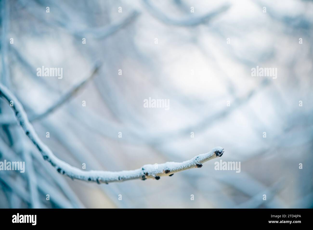 Natural winter background. frozen branches and leaves, all covered in snow Stock Photo - Alamy