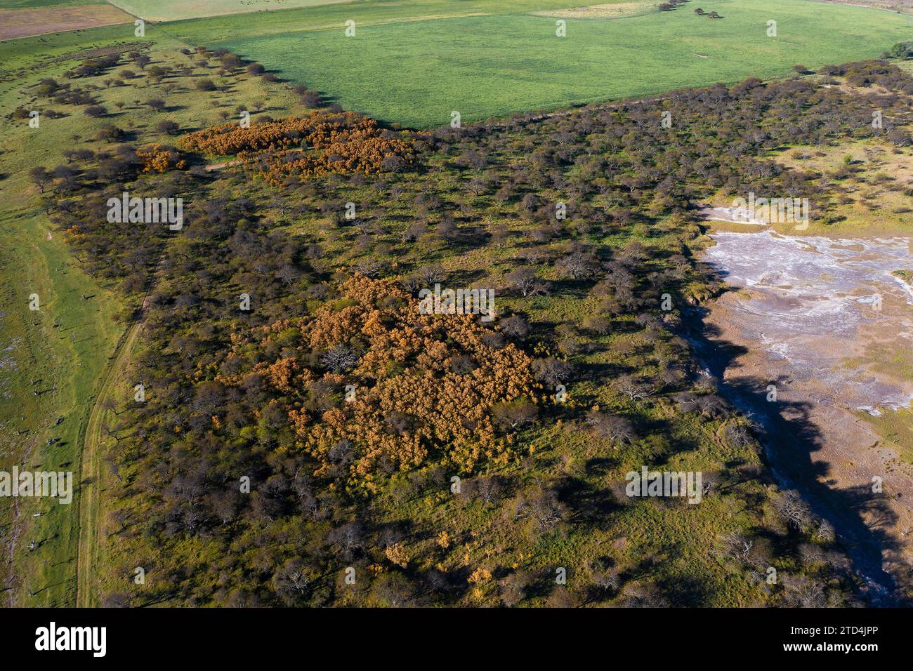 Calden forest landscape, Prosopis Caldenia plants, La Pampa province ...