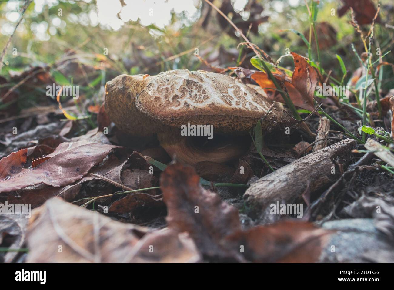 High angle view of Xerocomellus chrysenteron mushroom. Edible mushroom ...