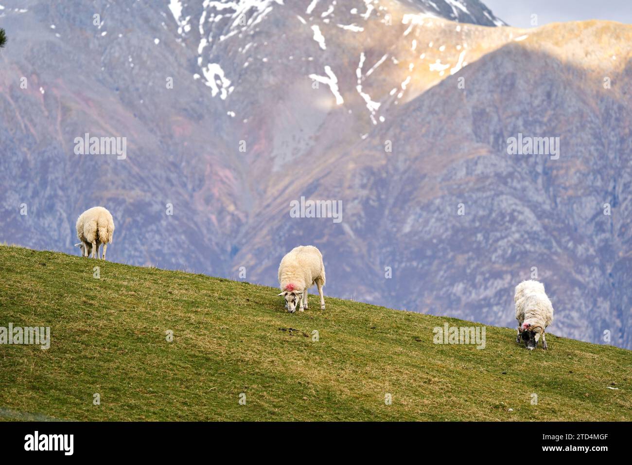 Fort william ben nevis road hi-res stock photography and images - Alamy