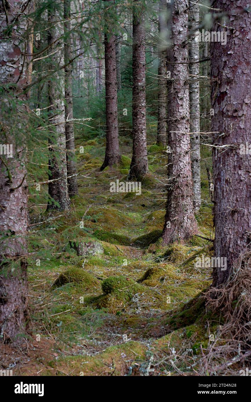 Fir trees in scotland hi-res stock photography and images - Alamy