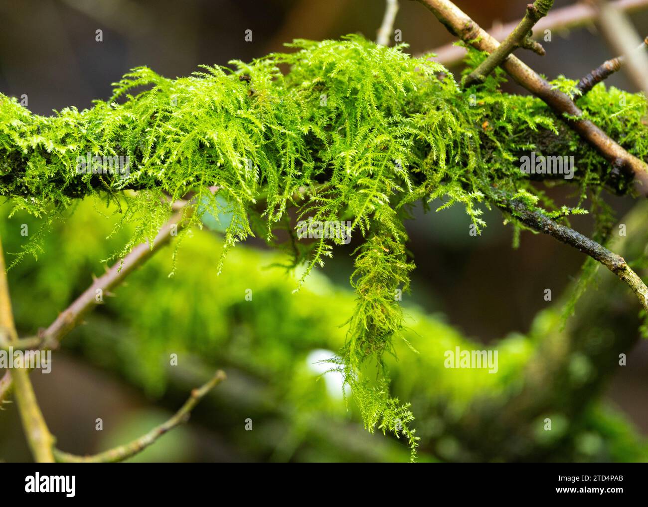 Lichens grow in damp habitat, some prefer to grow as an epiphyte, like ...