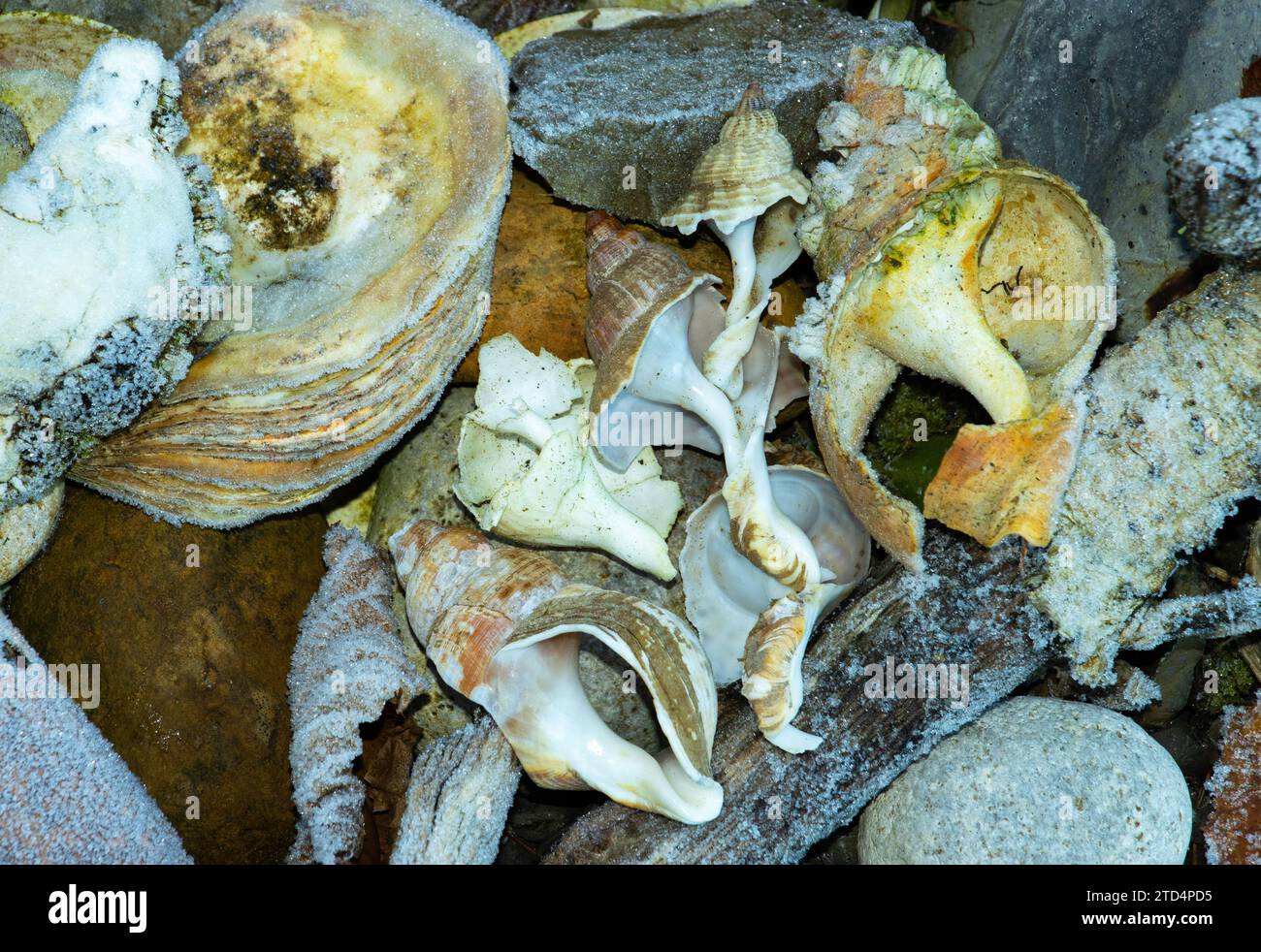 Winter storms wash up a whole range of sea shells on the strand line ...