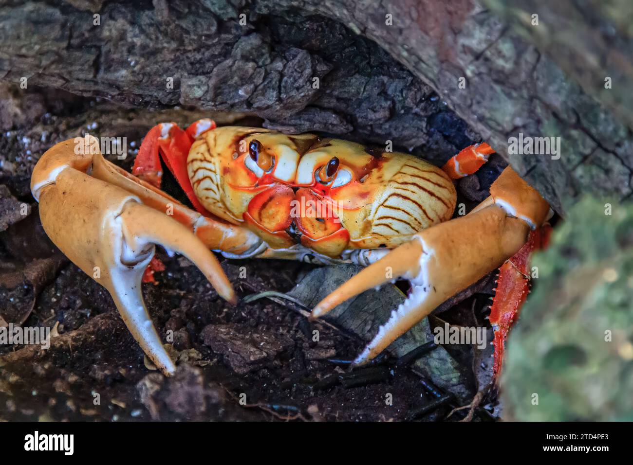 Red land crab hi-res stock photography and images - Alamy