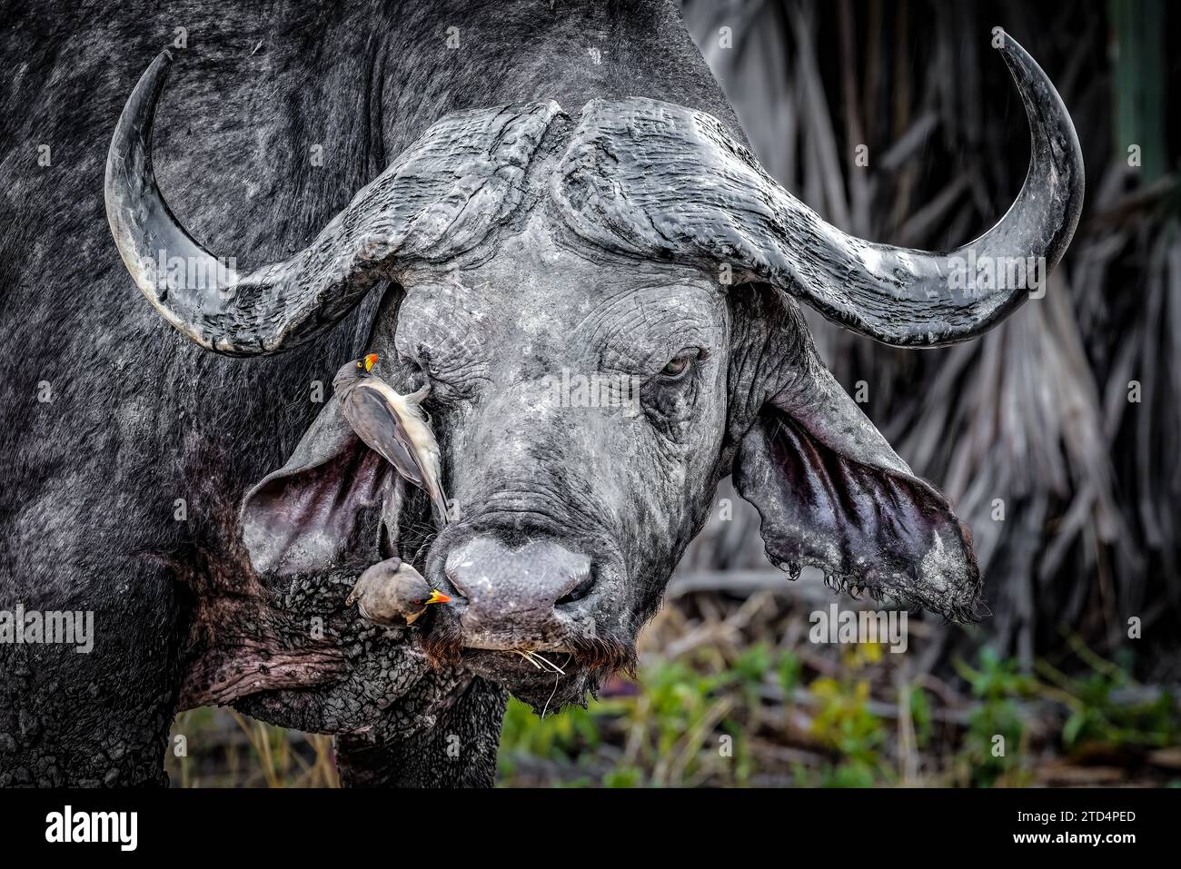 Buffalo and oxpecker symbiosis hi-res stock photography and images - Alamy