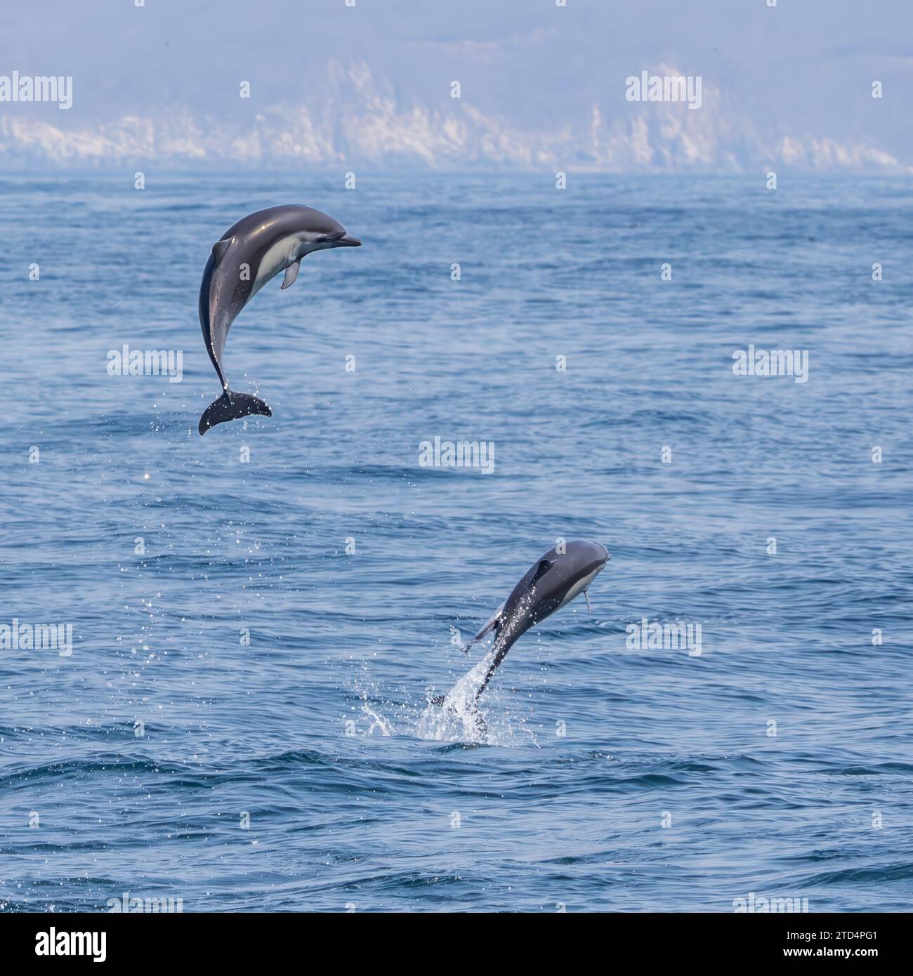 Common dolphin jumping Stock Photo - Alamy