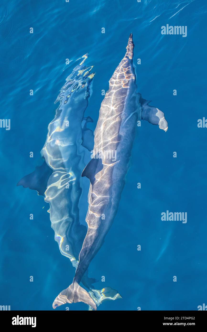 Two spinner dolphins bow riding Stock Photo - Alamy