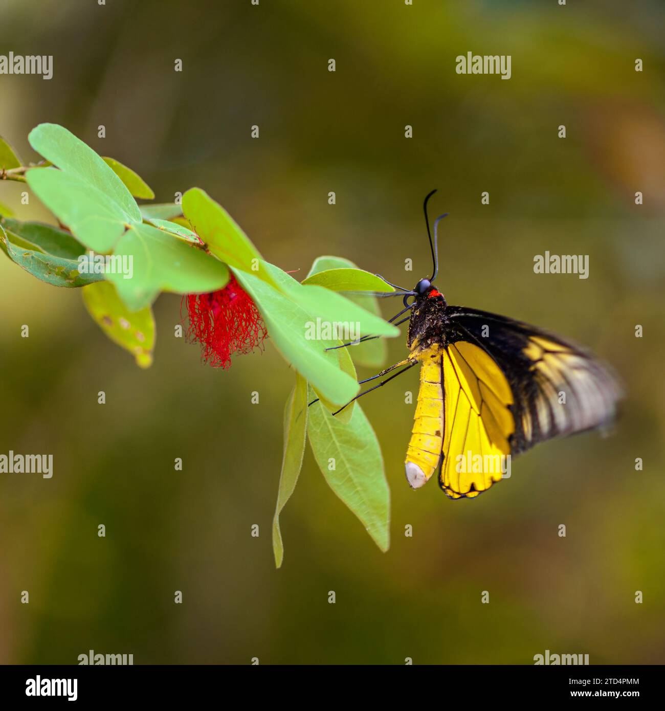 A Southern Birdwing swallowtail butterfly, taken in Penang, Malaysia ...