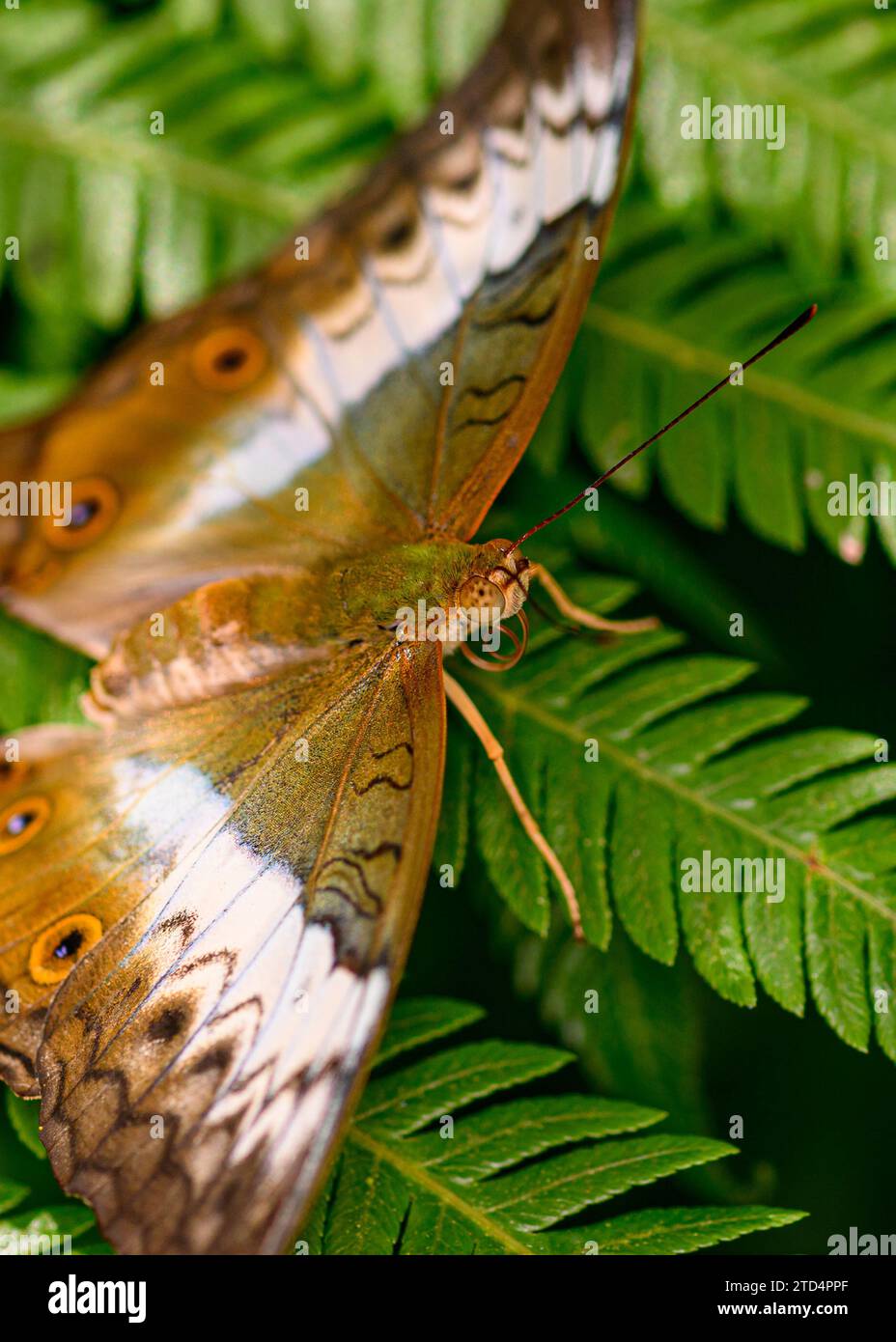 A female Common Cruiser butterfly taken in Penang, Malaysia Stock Photo ...