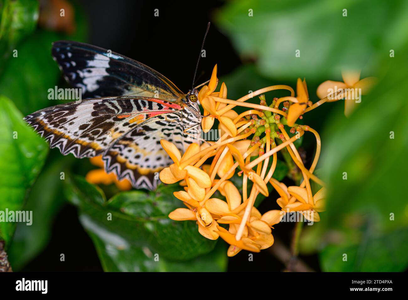 A feeding Leopard Lacewing butterfly taken in Penang, Malaysia Stock ...