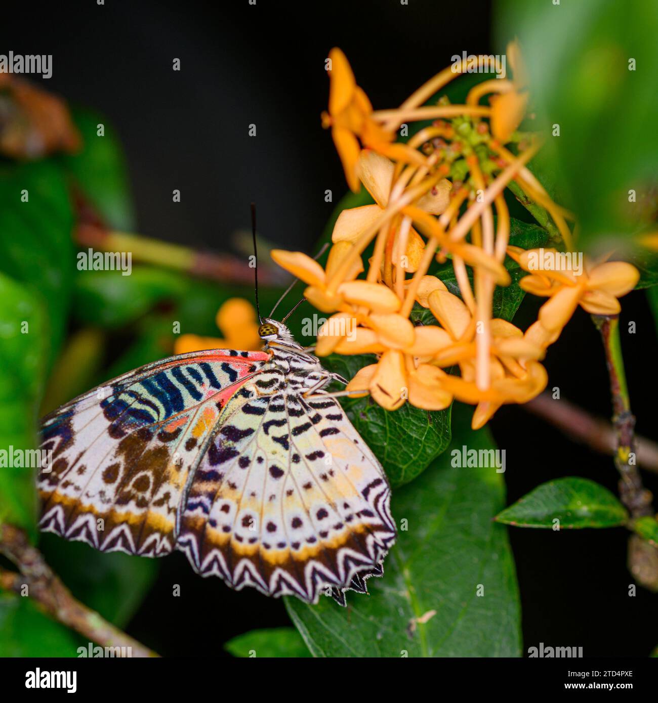 A feeding Leopard Lacewing butterfly taken in Penang, Malaysia Stock ...