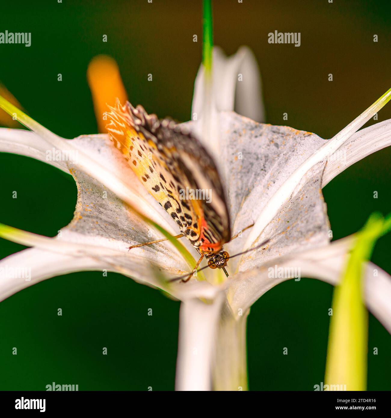 A feeding Leopard Lacewing butterfly taken in Penang, Malaysia Stock ...