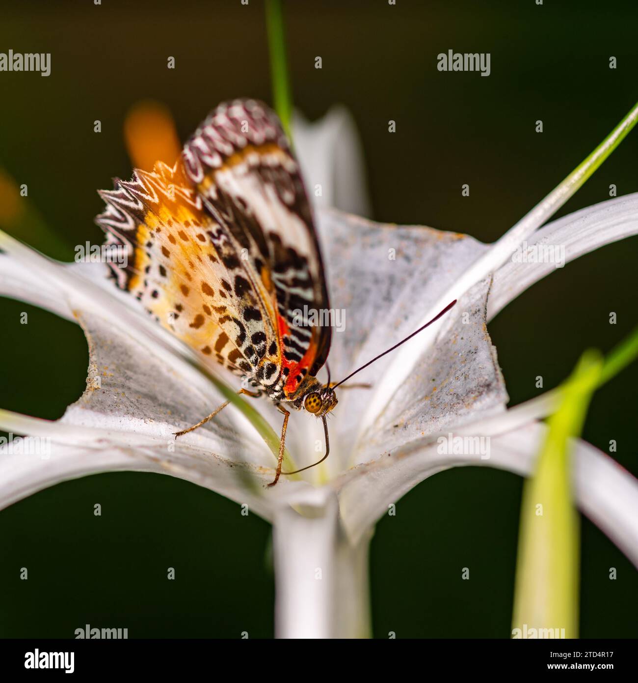 A feeding Leopard Lacewing butterfly taken in Penang, Malaysia Stock ...