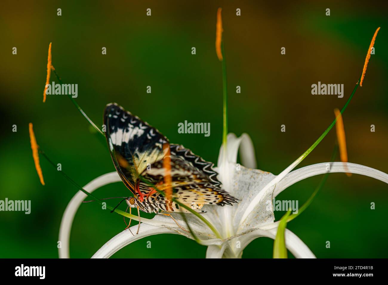 A feeding Leopard Lacewing butterfly taken in Penang, Malaysia Stock ...