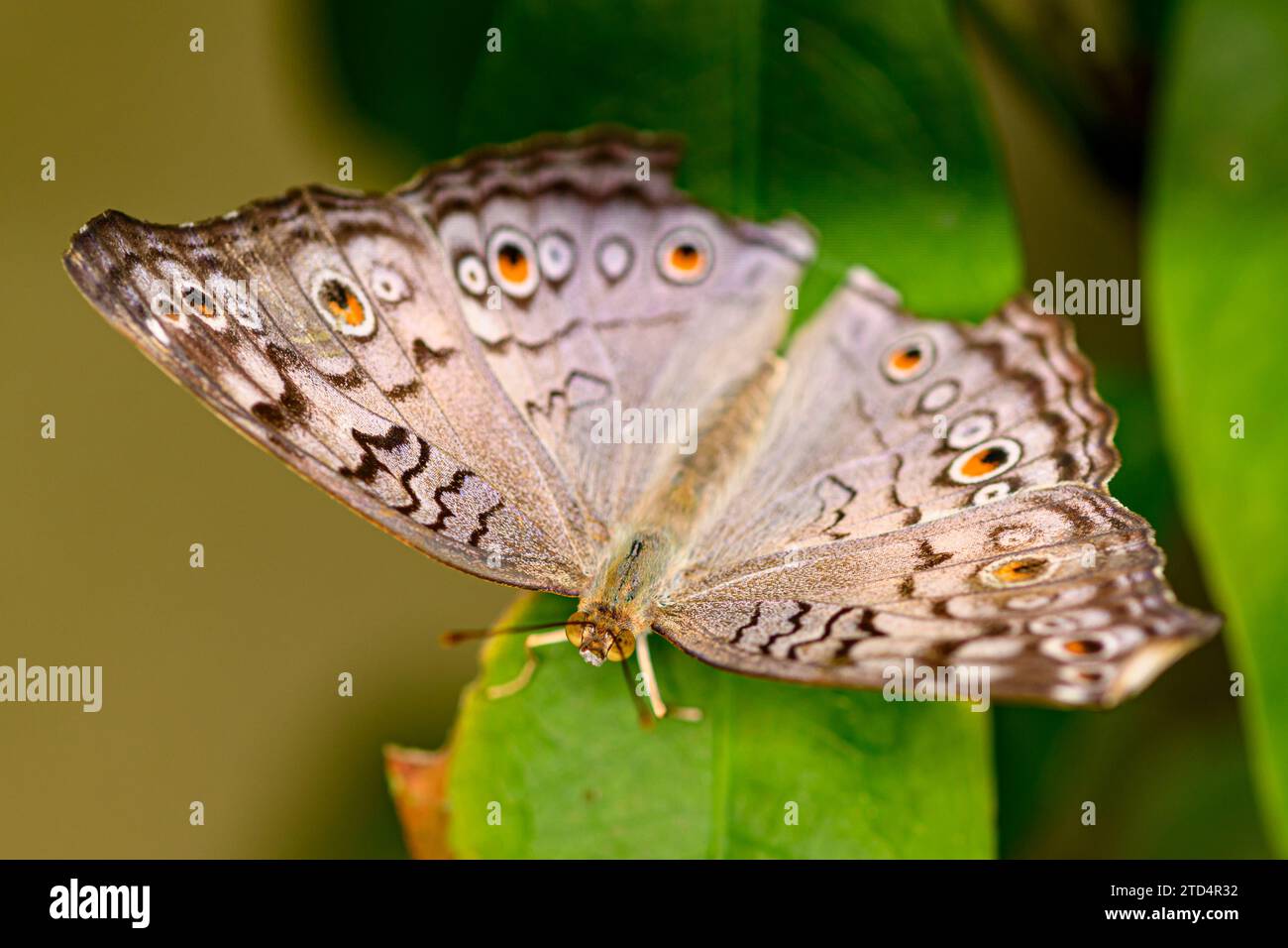 Penang insect hi-res stock photography and images - Alamy