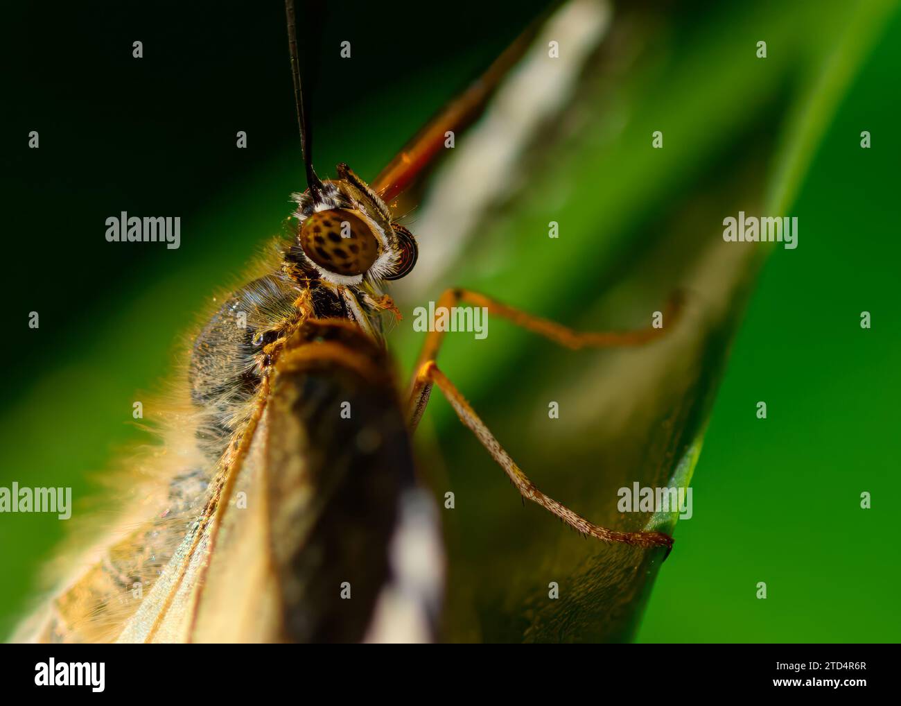 A feeding Leopard Lacewing butterfly taken in Penang, Malaysia Stock ...