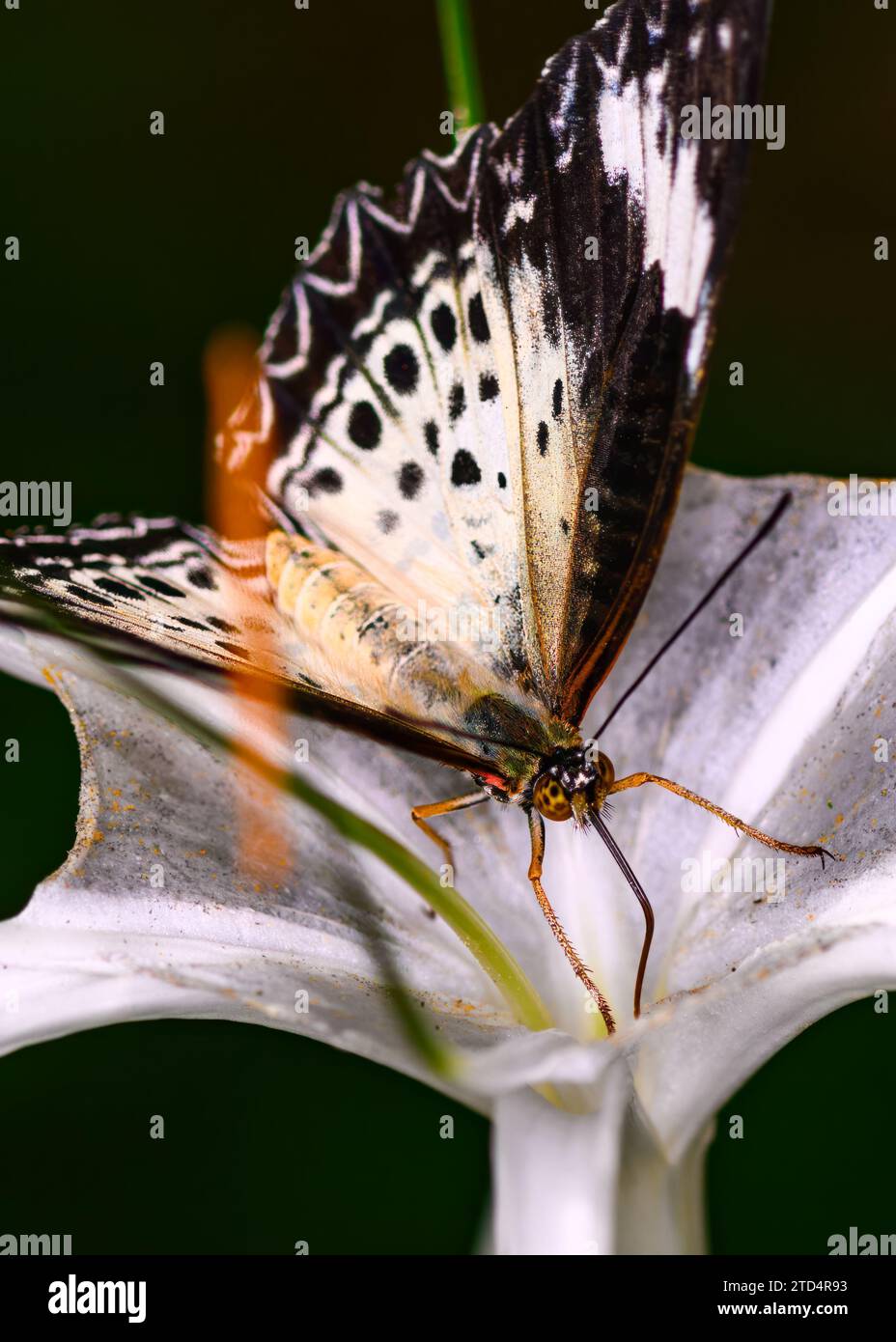 A feeding Leopard Lacewing butterfly taken in Penang, Malaysia Stock ...