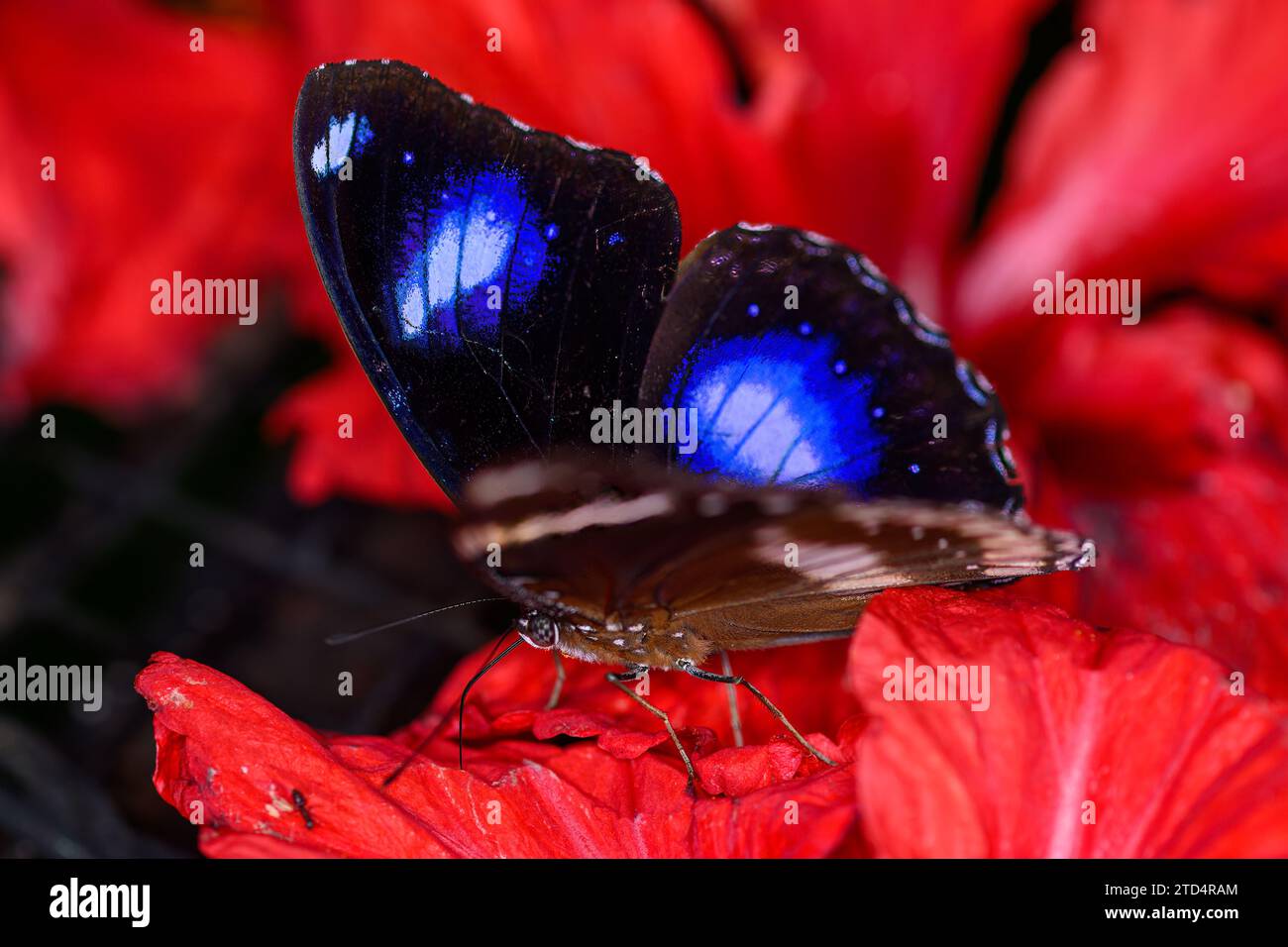 A Blue Moon (Common Eggfly) butterfly, taken in Penang, Malaysia Stock ...