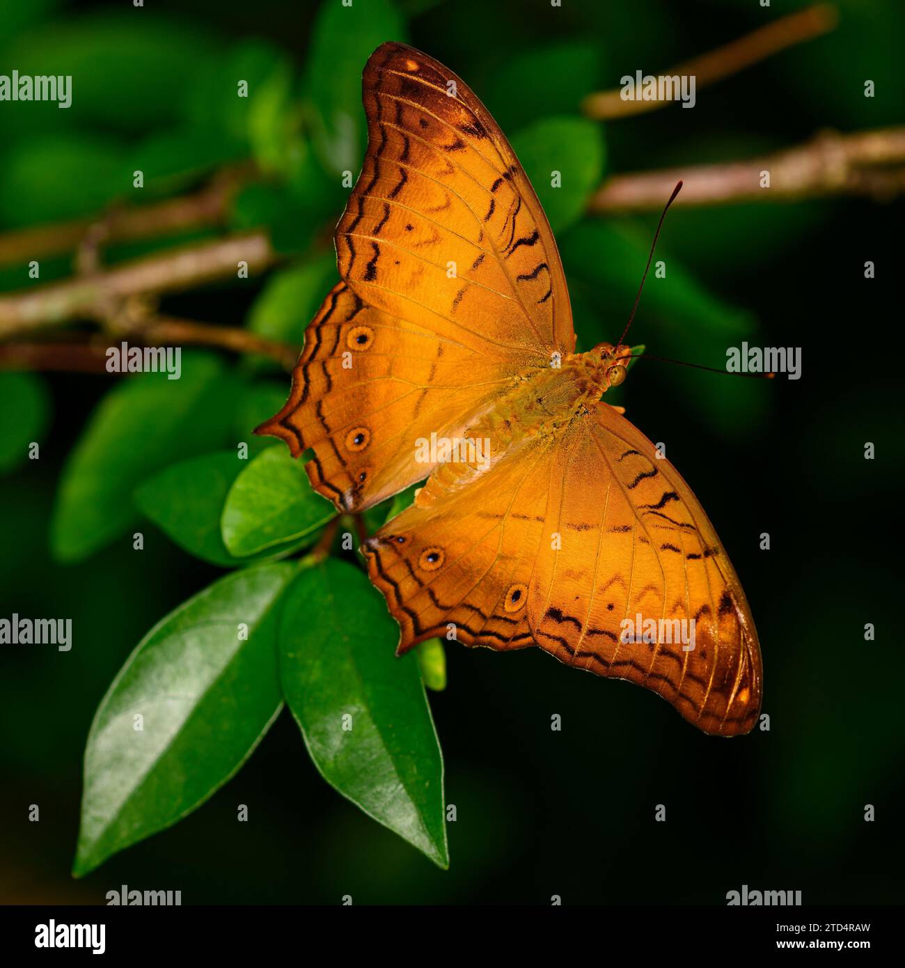 Common nymphalid butterfly hi-res stock photography and images - Alamy
