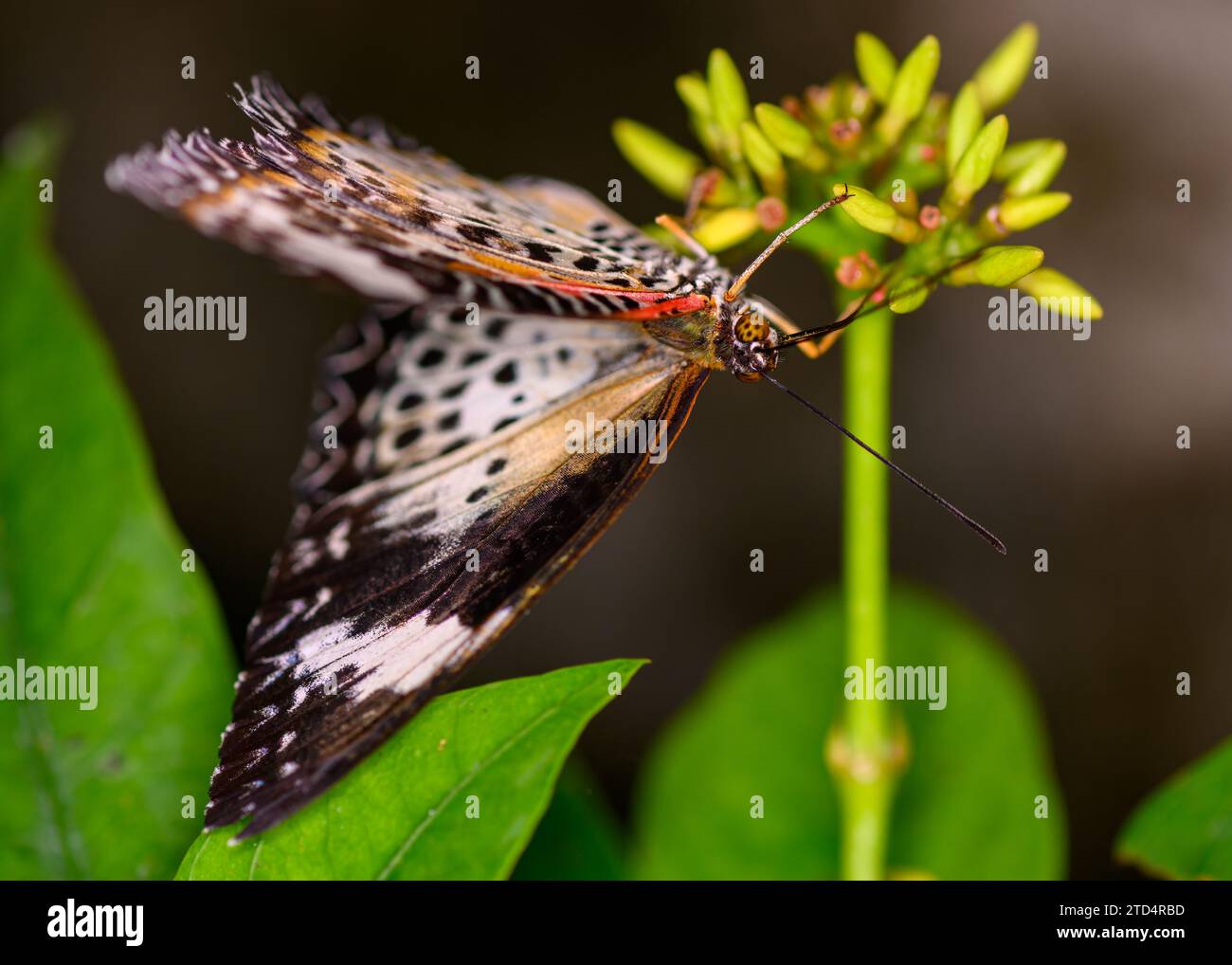 A feeding Leopard Lacewing butterfly taken in Penang, Malaysia Stock ...