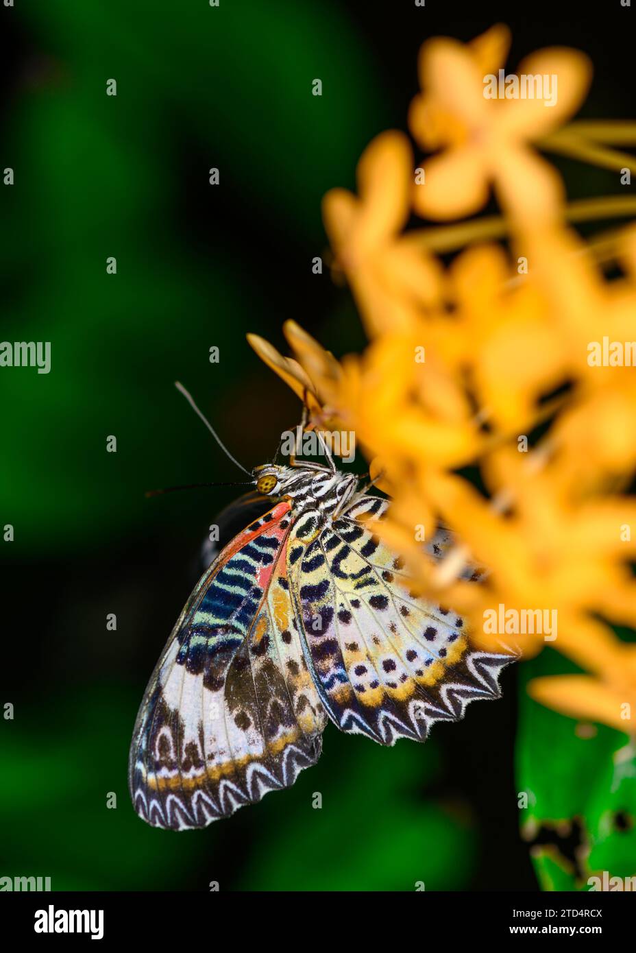 A feeding Leopard Lacewing butterfly taken in Penang, Malaysia Stock ...