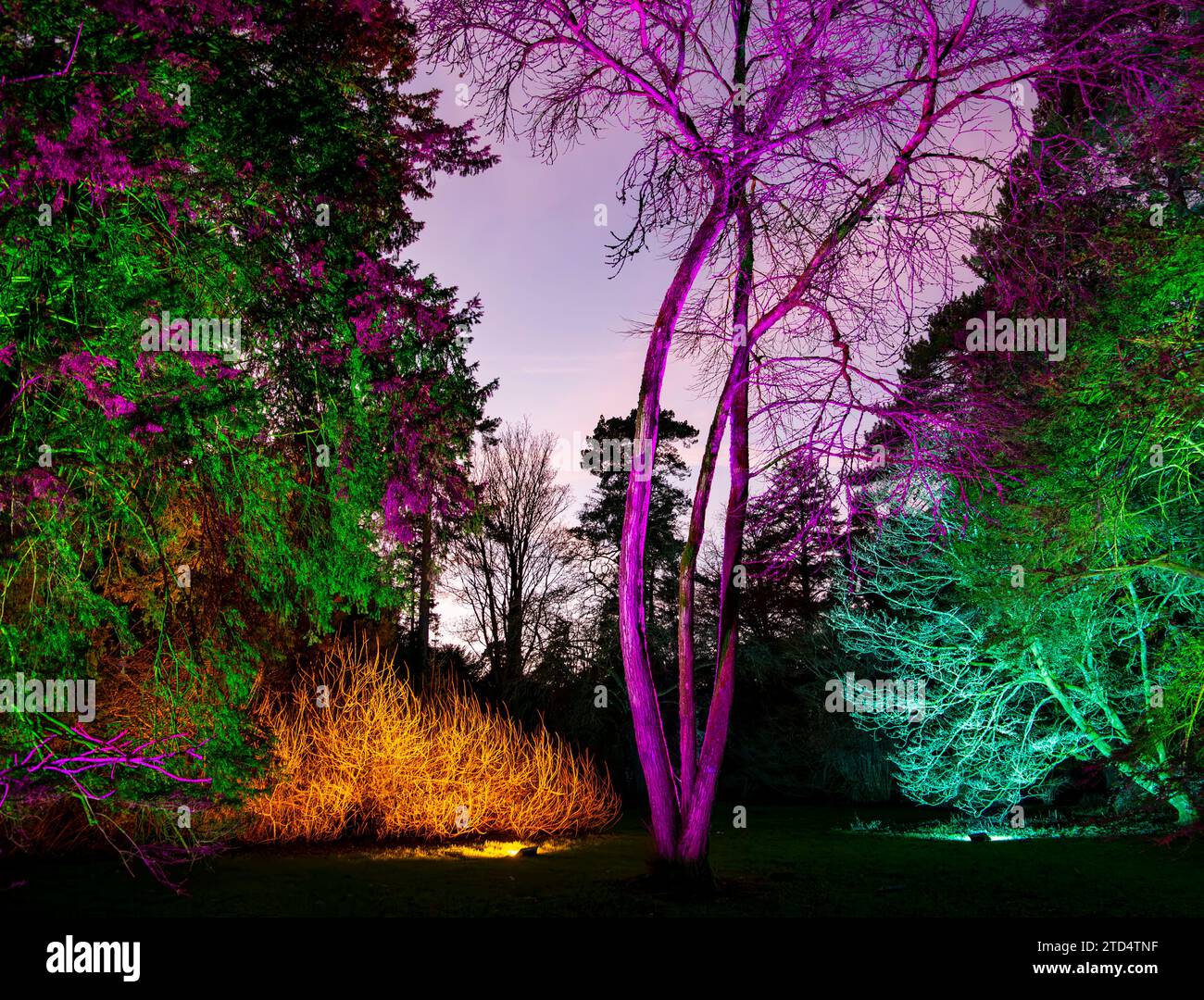 Vibrant trees illuminated with colorful lights in a night forest ...