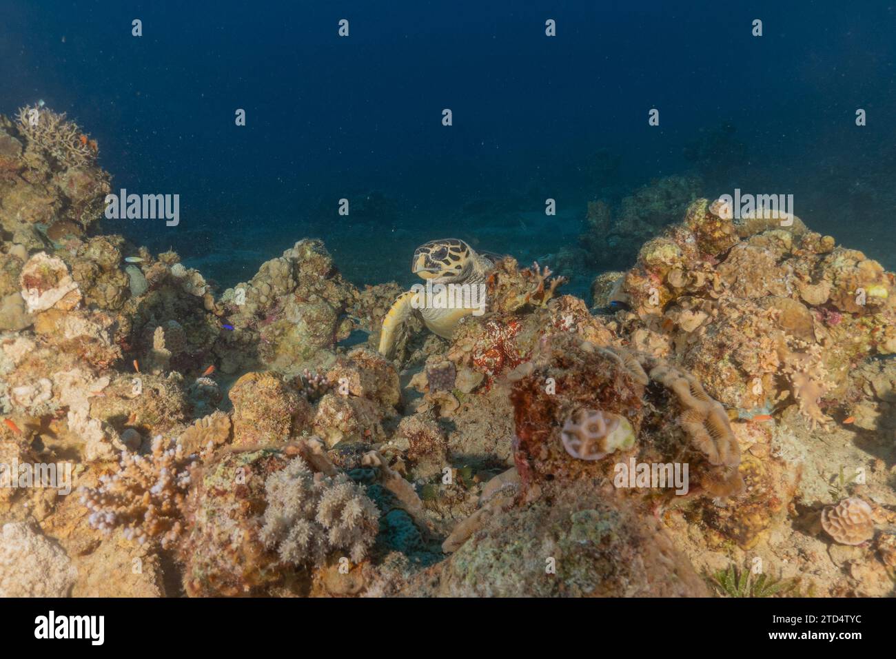 Hawksbill sea turtle in the Red Sea, Eilat Israel Stock Photo - Alamy