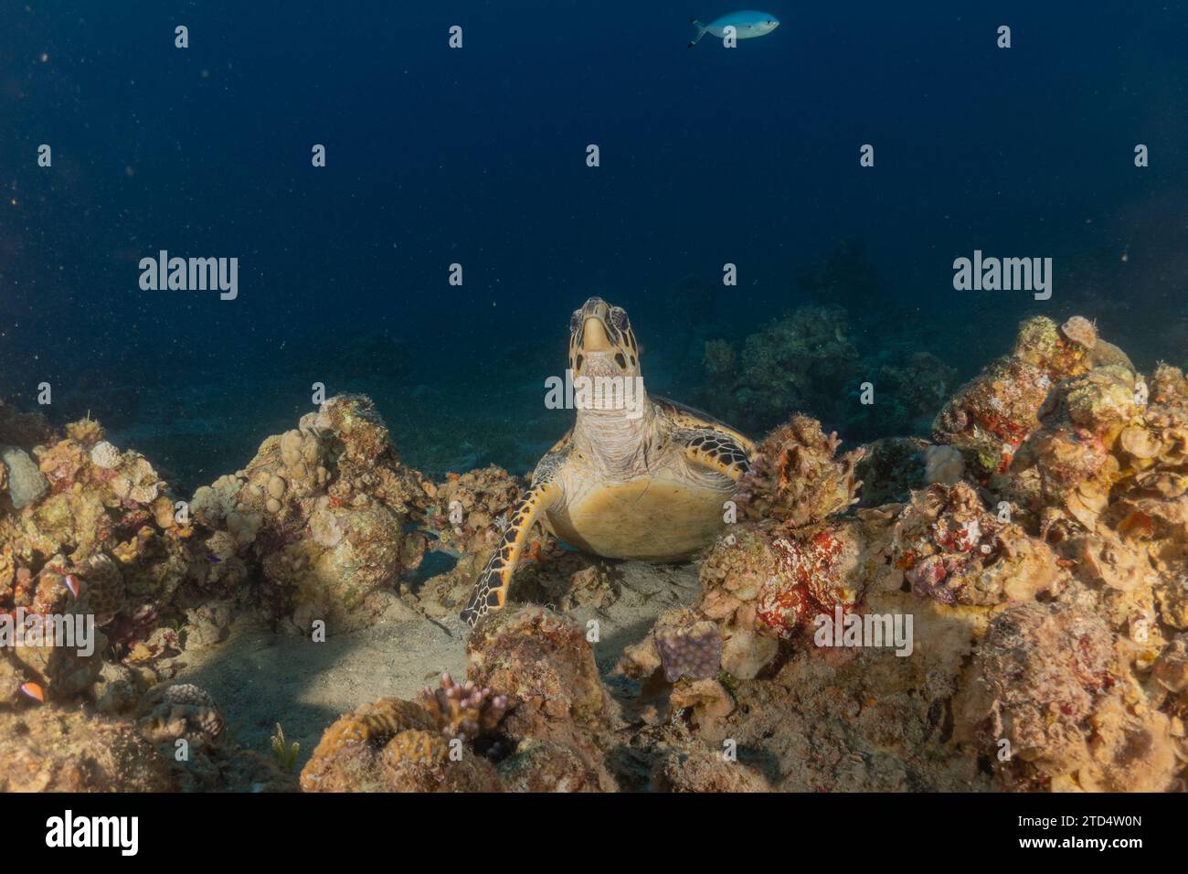 Hawksbill sea turtle in the Red Sea, Eilat Israel Stock Photo - Alamy