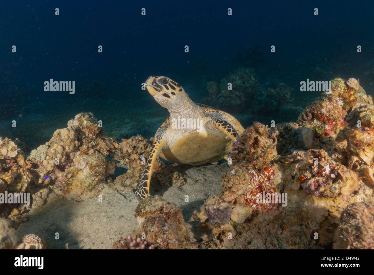 Hawksbill sea turtle in the Red Sea, Eilat Israel Stock Photo - Alamy